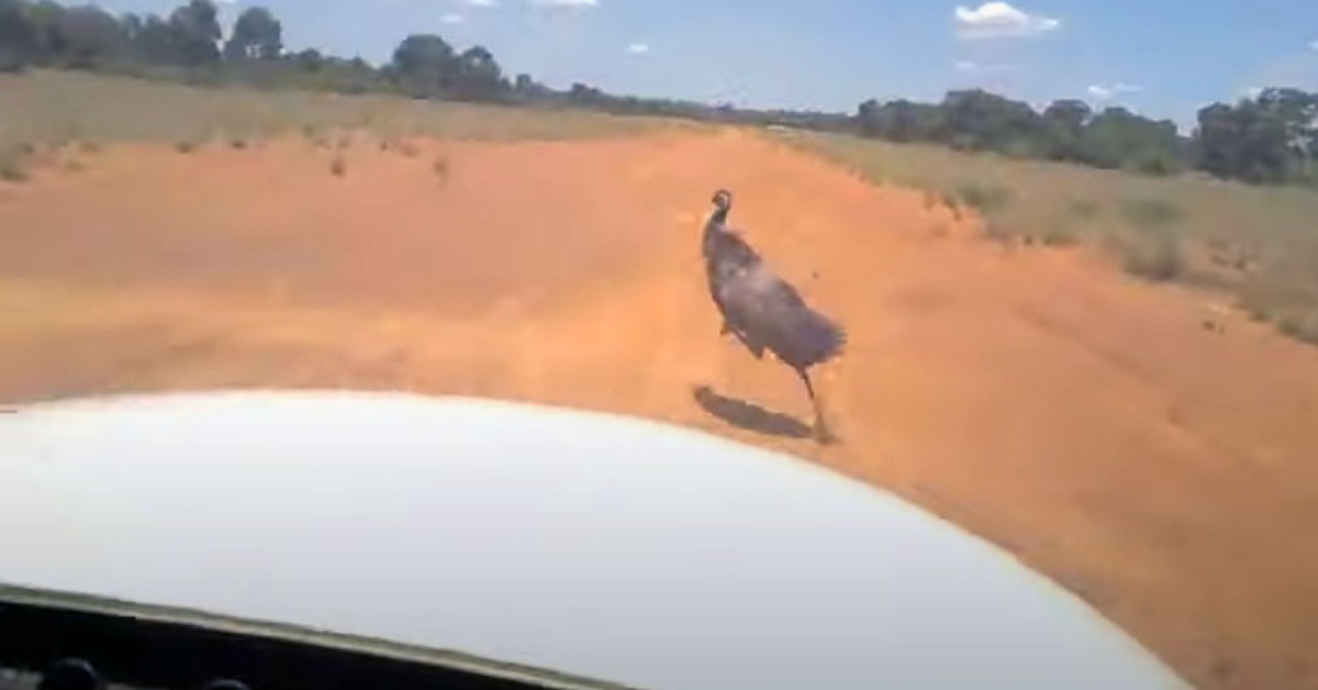Emu Near Miss - Aviation Humor